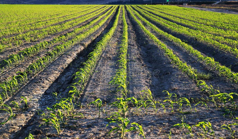 Field of Green Crops stock photo. Image of agriculture - 49945014