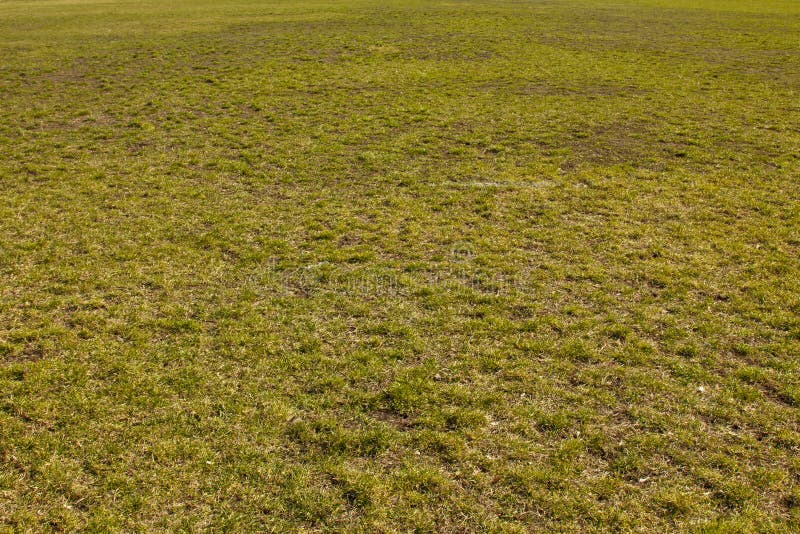 Field of Green Fine Grass on the Ground. Short Lawn Stock Image - Image ...