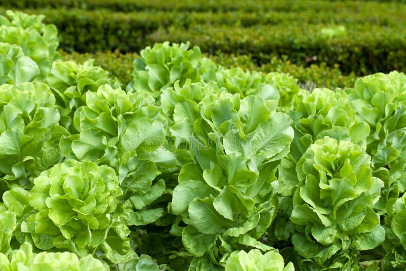 Field of Red and Green Frisee Lettuce Stock Image - Image of garden ...