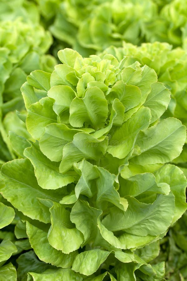 Field of Red and Green Frisee Lettuce Stock Image - Image of garden ...