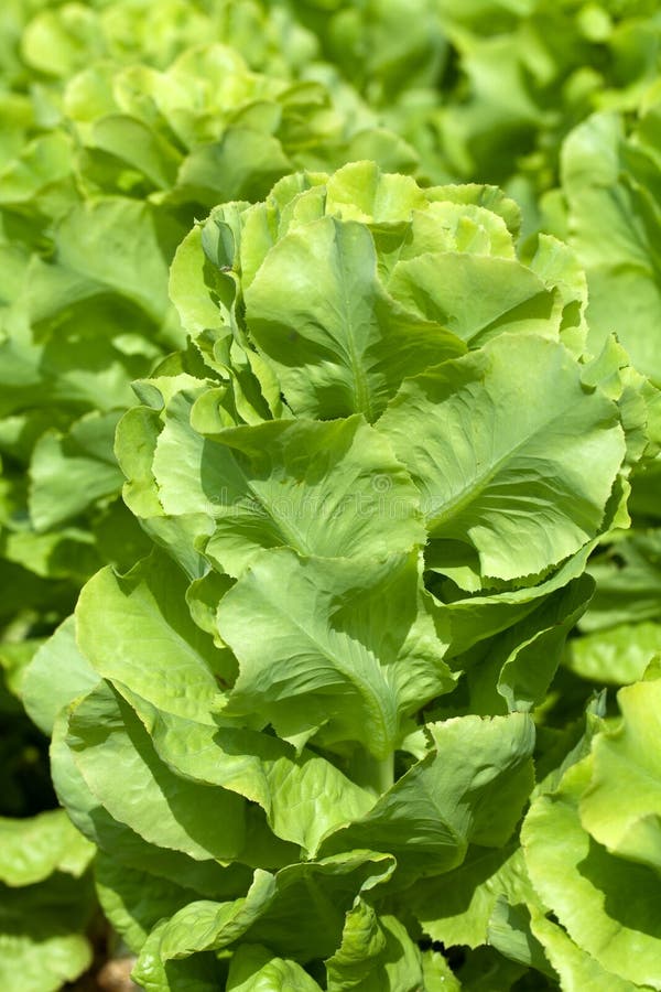 Field of Green Frisee Lettuce Stock Image - Image of fertilize, farm ...