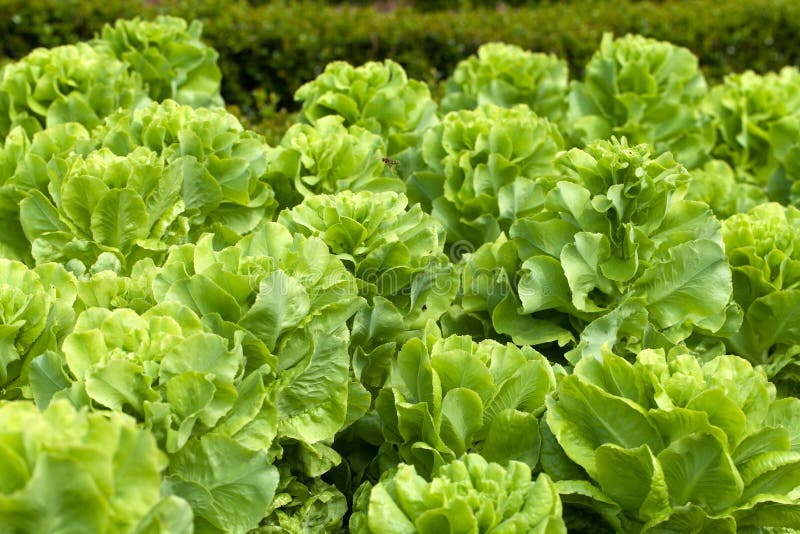 Field of Red and Green Frisee Lettuce Stock Image - Image of garden ...