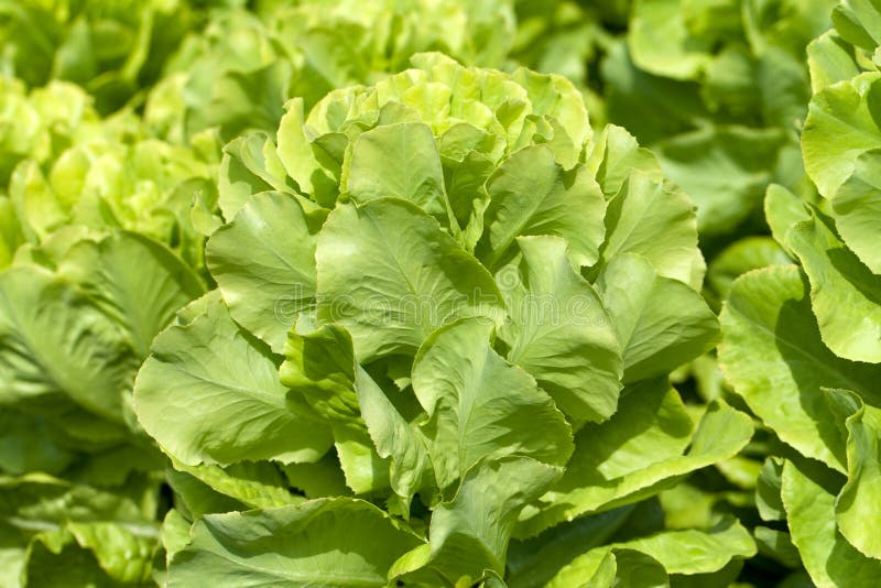 Field of Green Frisee Lettuce Stock Image - Image of frisee ...