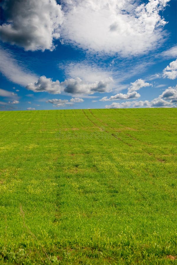 Field of green grass stock photo. Image of grass, urban - 25250458