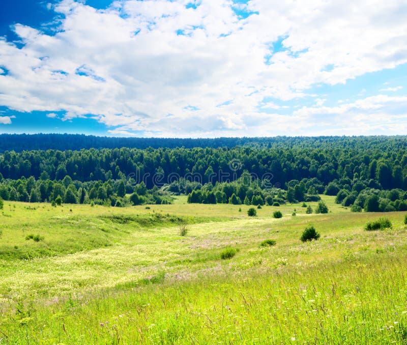 Field of green grass stock image. Image of natural, farm - 7129209