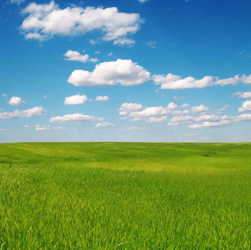 Green grass and blue sky stock image. Image of lush, nature - 2171655