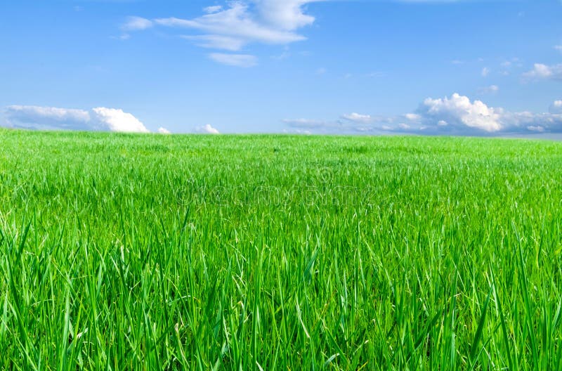 Field of green grass stock image. Image of plant, scene - 35538471