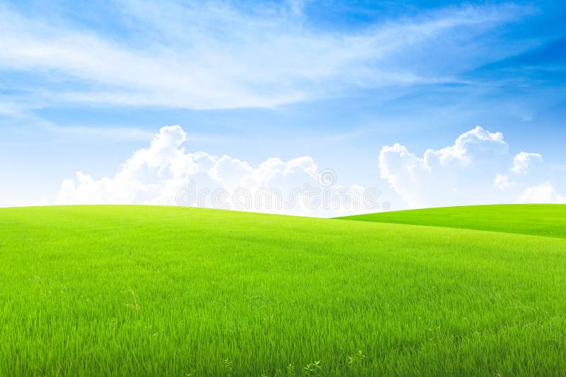 Field on Green Grass with Blue Sky on Background Stock Image - Image of ...