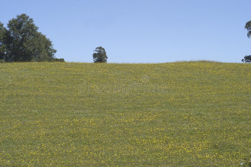 Field on Green Grass with Blue Sky in the Background without People or ...