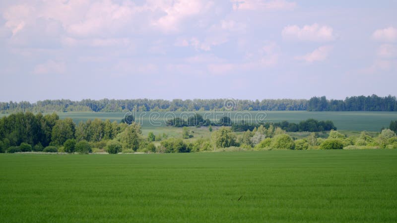Field with Green Grass and Clouds. Landscape Stock Footage - Video of ...