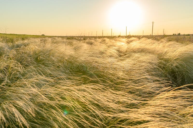 In the Field of Green Grass Feather Grass in the Steppe in the Evening ...