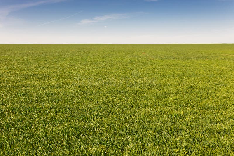 Field of green grass stock image. Image of vibrant, plant - 40194187