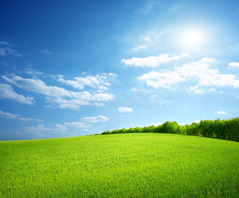 Field of green grass stock photo. Image of sunny, grass - 30751390