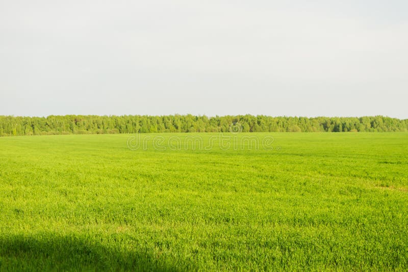 Field of Green Grass and Perfect Sky and Trees. Rural Spring Landscape ...