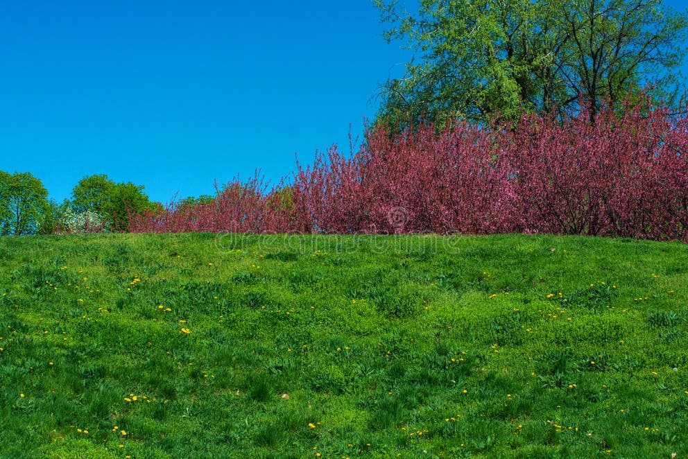 A Field with Green Grass and Sakura Trees that Should Bloom Soon Stock ...