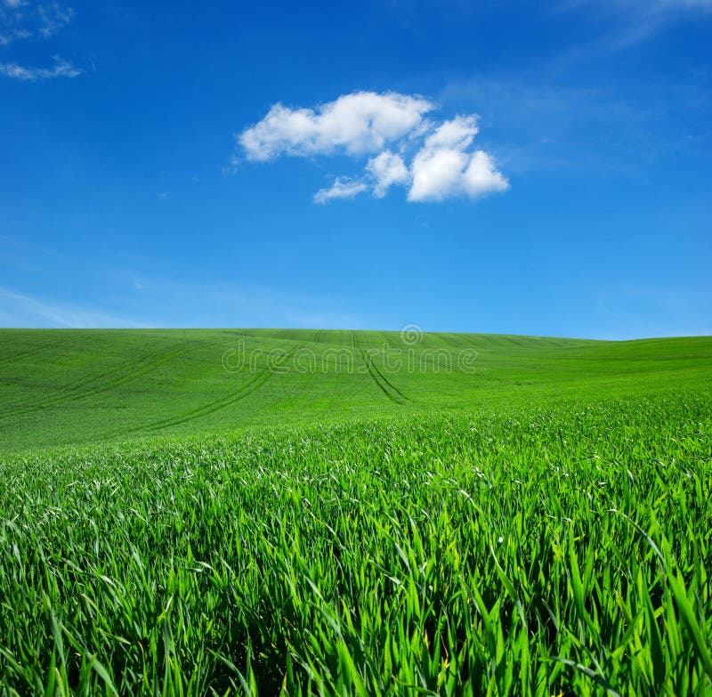 Field of green grass stock photo. Image of field, grass - 268555302