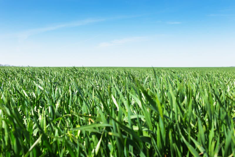 Field of green grass stock photo. Image of cloud, sunlight - 56079644