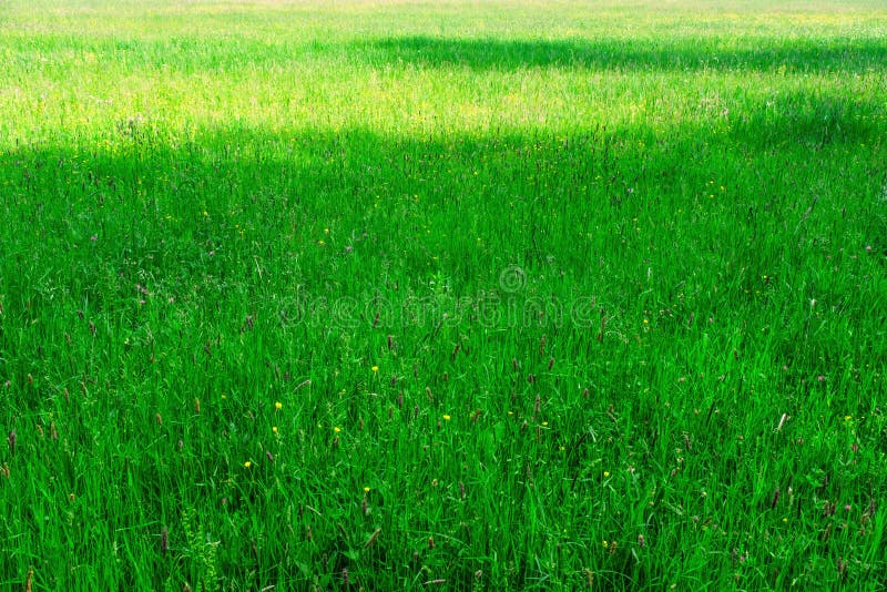 Field with Green Grass and Spring Flowers Stock Photo - Image of flower ...