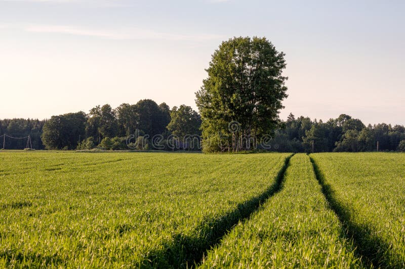 A Field of Green Grass with Trees in the Background and One Large Tree ...