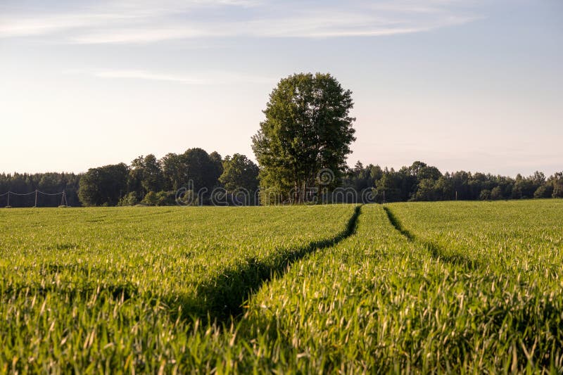 A Field of Green Grass with Trees in the Background and One Large Tree ...