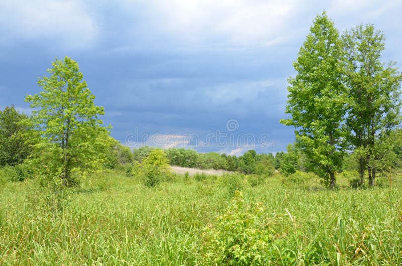 Field of Green Grass and Trees and Rain Clouds Stock Image - Image of ...