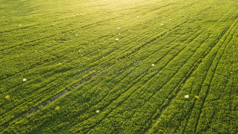 A field of green grass stock photo. Image of calm, spring - 272825200