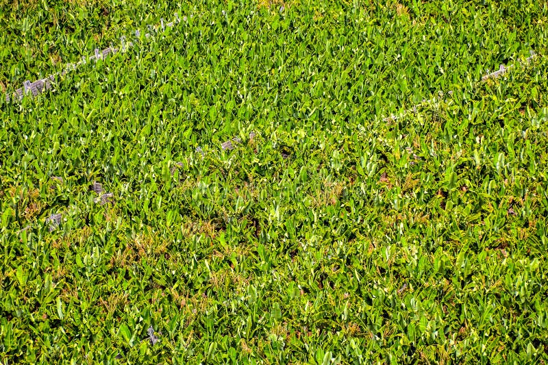 A Field of Green Grass with a White Line in the Middle Stock Image ...