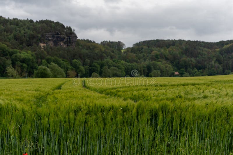 A Field of Green Grass with a Winding Path through it Stock Image ...