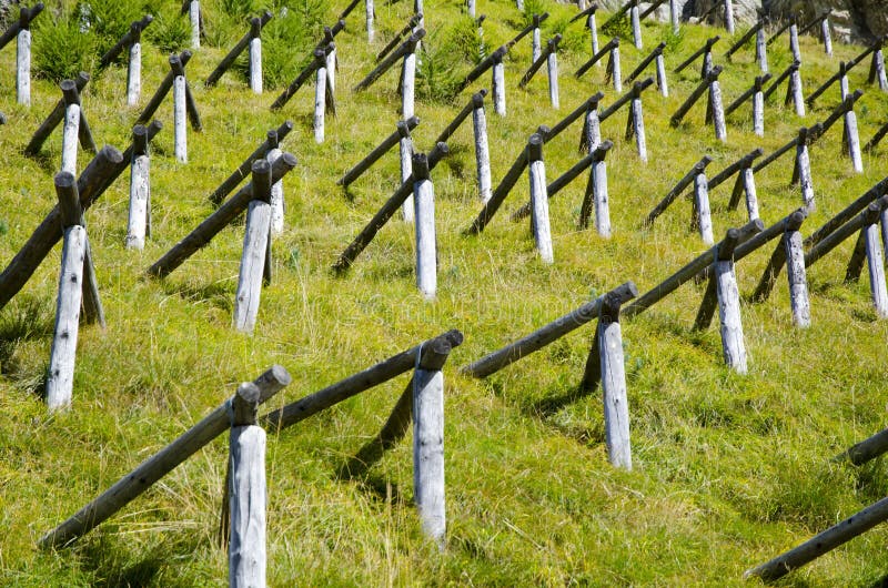 Field of Green Grass with Wooden Posts in the Shape of a Pyramid Stock ...