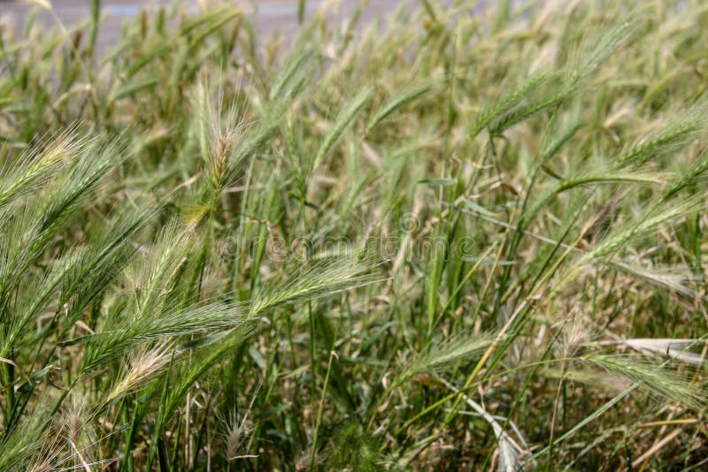 Grasses in field stock image. Image of fiber, cereal - 137052649