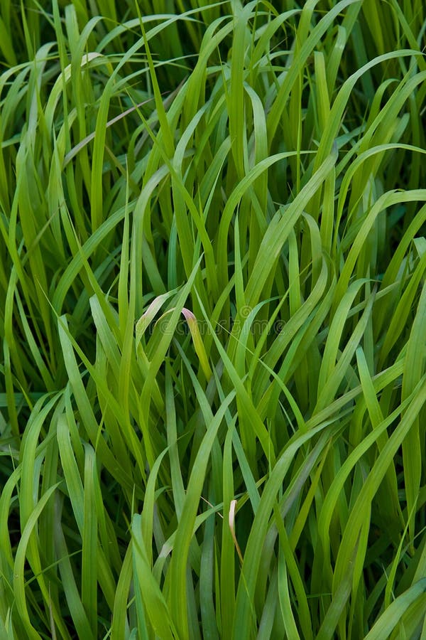 Field of a Green High Grass Stock Photo - Image of turf, outdoors: 5904844