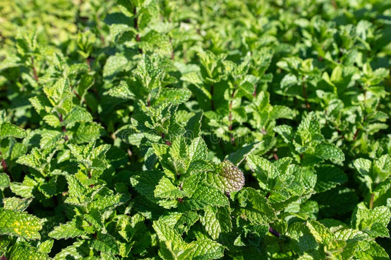 A Field of Green Leafy Mint Stock Image - Image of refreshing, outdoors ...
