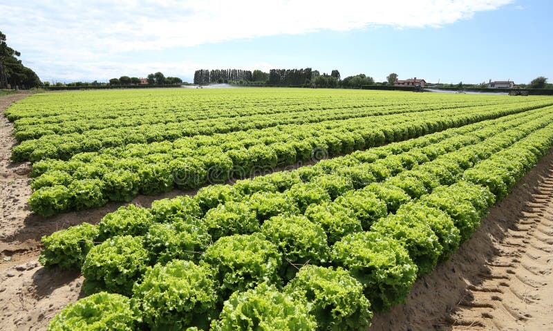 Field of Green Lettuce Grown on Sandy Soil Stock Photo - Image of ...