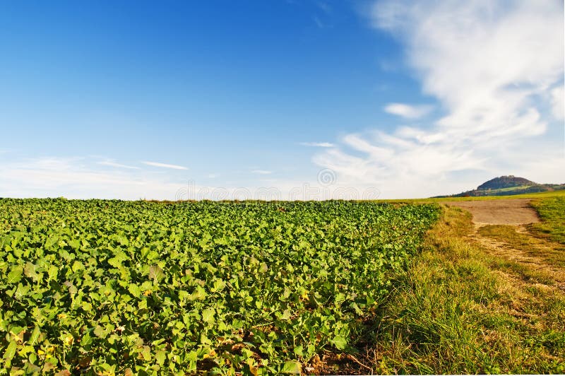Field with green manure stock photo. Image of agriculture - 21907208