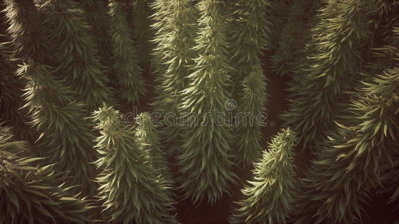 Field of Green Medial Cannabis Stock Image - Image of herbal, grow ...