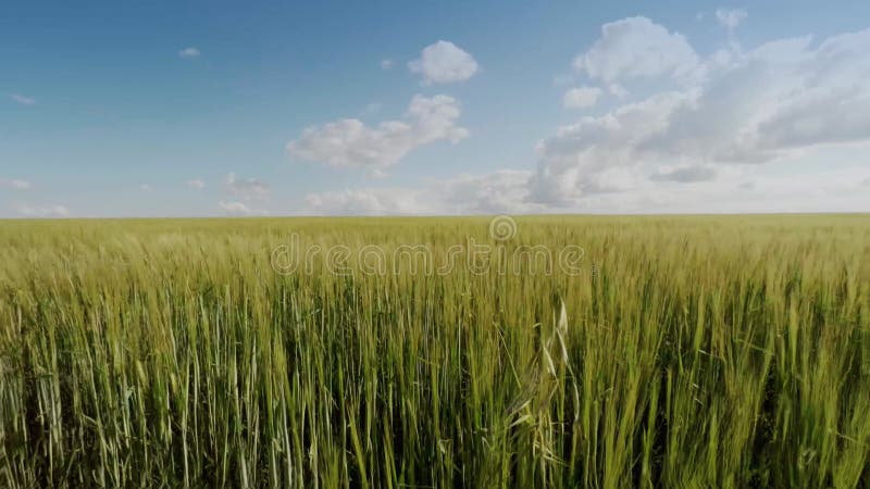 Field of Green Millet with Sky in the Background Stock Footage - Video ...