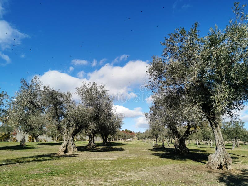 Field with Green Olive Trees Under a Cloudy Blue Sky Stock Image ...