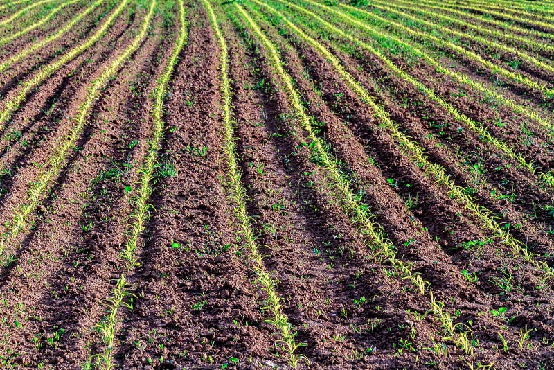 Field with green pattern stock image. Image of agriculture - 47389553