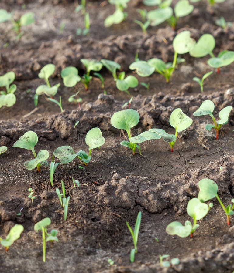 A Field of Green Plants with Dirt in between Stock Image - Image of ...