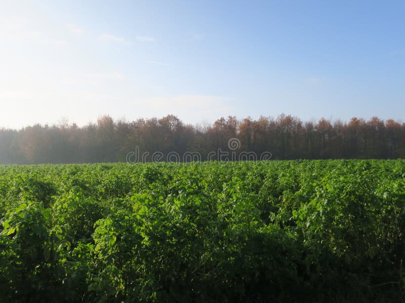 Field with Green Plants at the Edge of the Forest Stock Image - Image ...