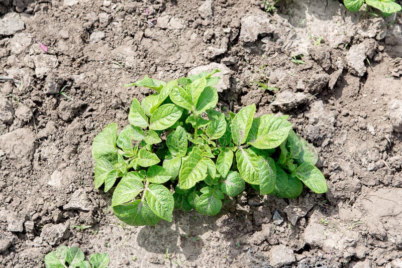 Field of Green Potato Bushes. Growing Potatoes. Stock Image - Image of ...