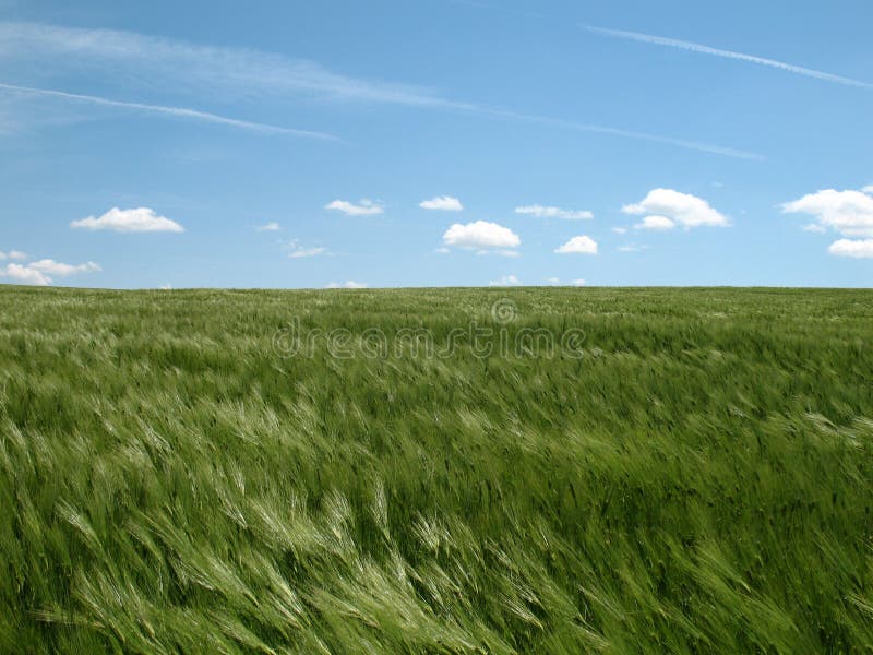 Field of green rye stock image. Image of wind, horizontal - 14453749