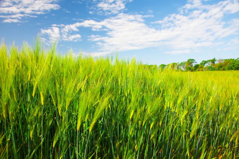 Field of Green Rye and Blue Cloudy Sky Stock Photo - Image of forest ...