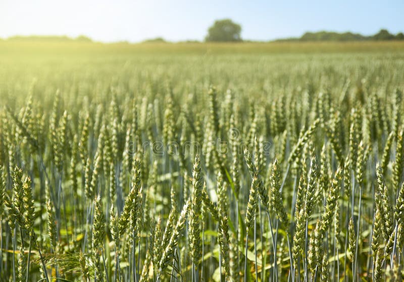 Field of green rye cereal stock photo. Image of scene - 64777086