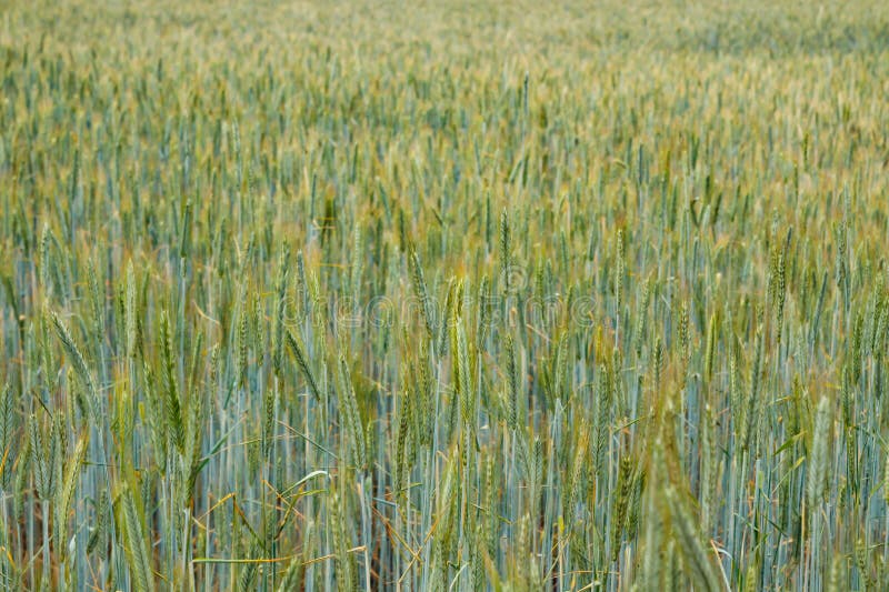 Field of Green Rye. Close-up Background Stock Photo - Image of wheat ...