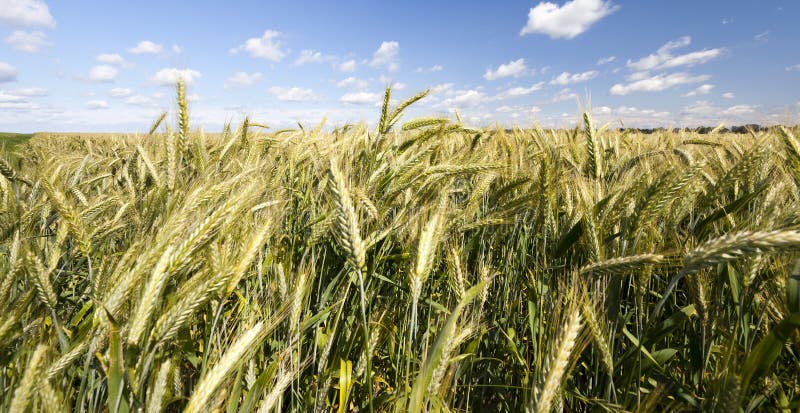 Field with green rye stock image. Image of blue, green - 125061477