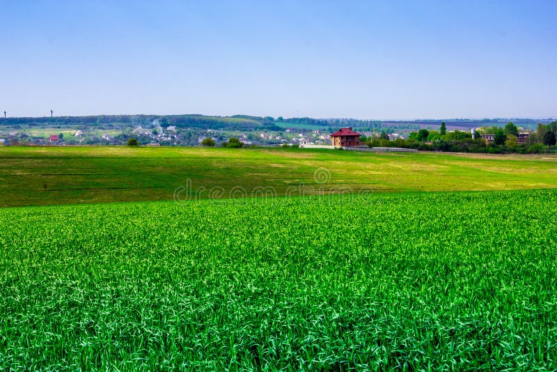 Field of green rye stock photo. Image of bread, outdoor - 92344426