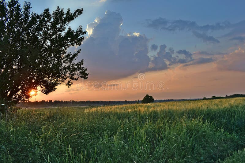 Field of Green Rye at Sunset Stock Image - Image of scene, spring ...