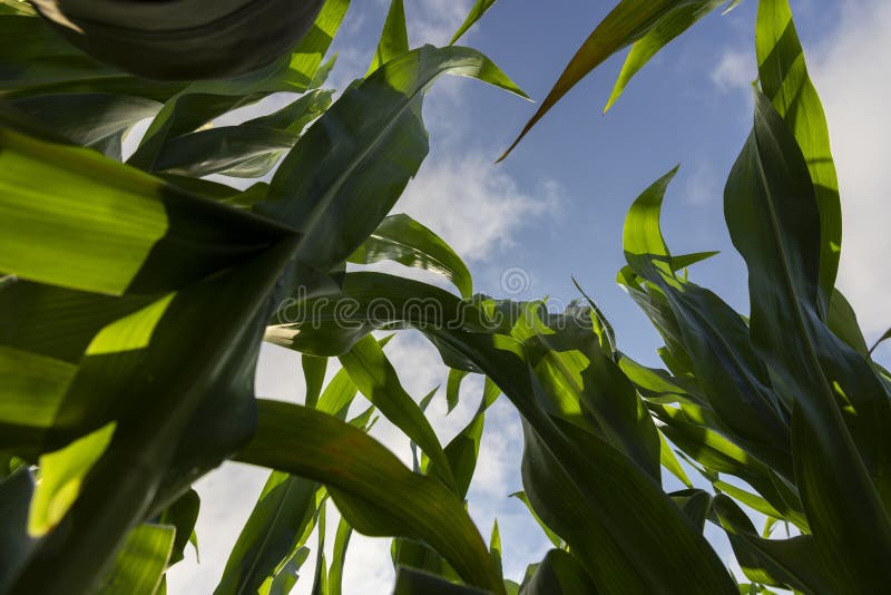 A Field with Green Tall Corn and Corn Cobs Stock Photo - Image of ...