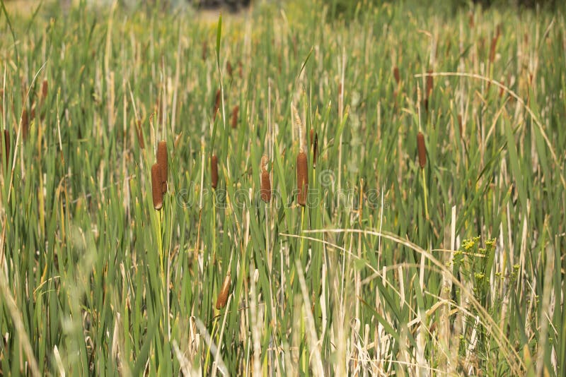1,182 Cattail Texture Stock Photos - Free & Royalty-Free Stock Photos ...